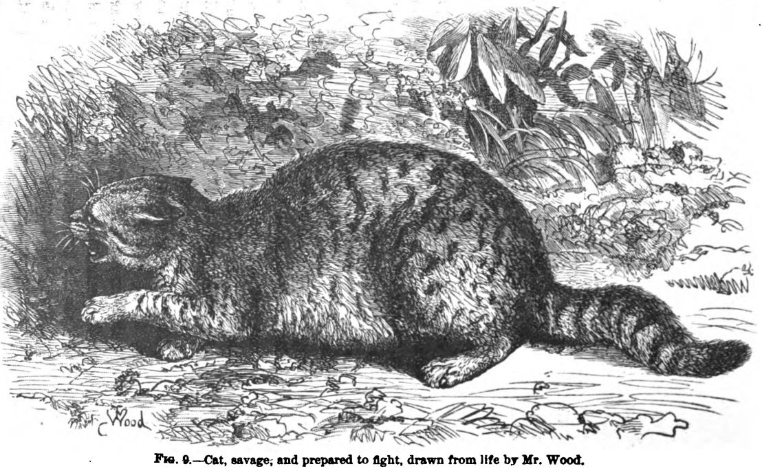 On the Special Expressions of Cats — Charles Darwin – Biblioklept