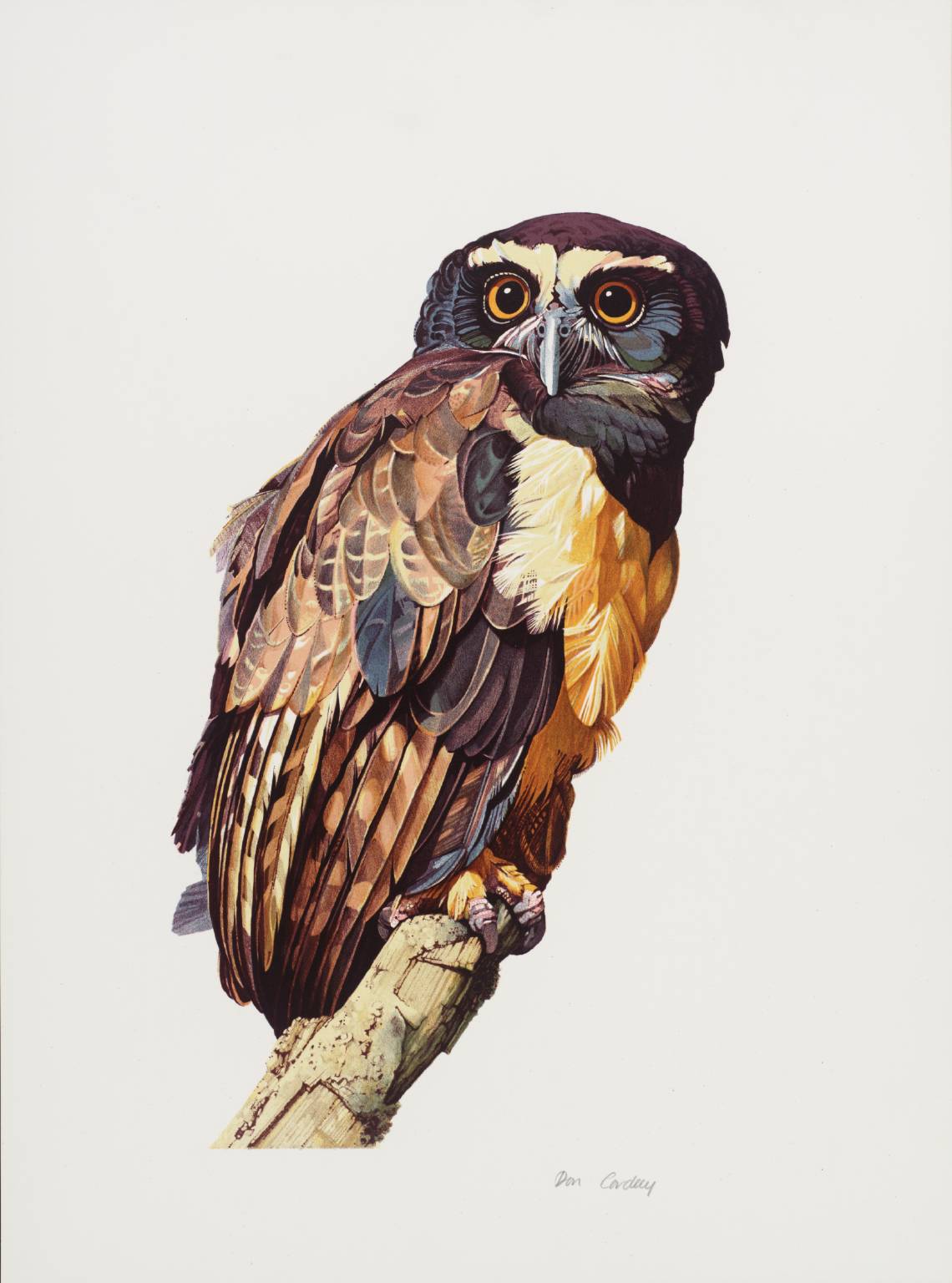 Spectacled Owl — Don Cordery – Biblioklept